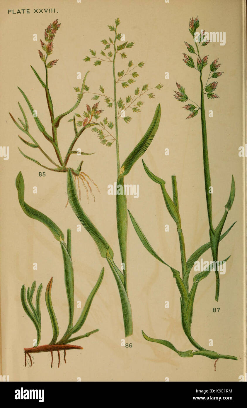 Manual of british grasses hi-res stock photography and images - Alamy