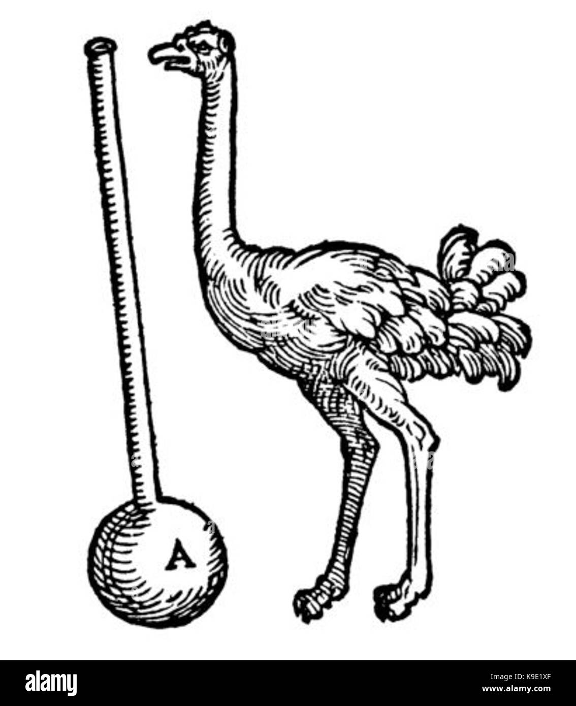 Autruche hi-res stock photography and images - Alamy