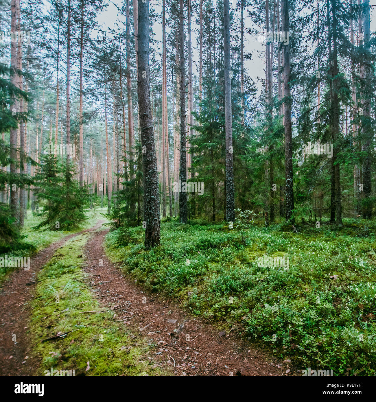 Wild trees in forest Stock Photo - Alamy