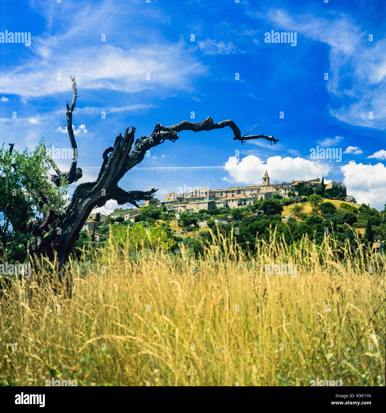 Montfort hilltop village, dead tree, Durance valley, Alpes-de-Haute ...