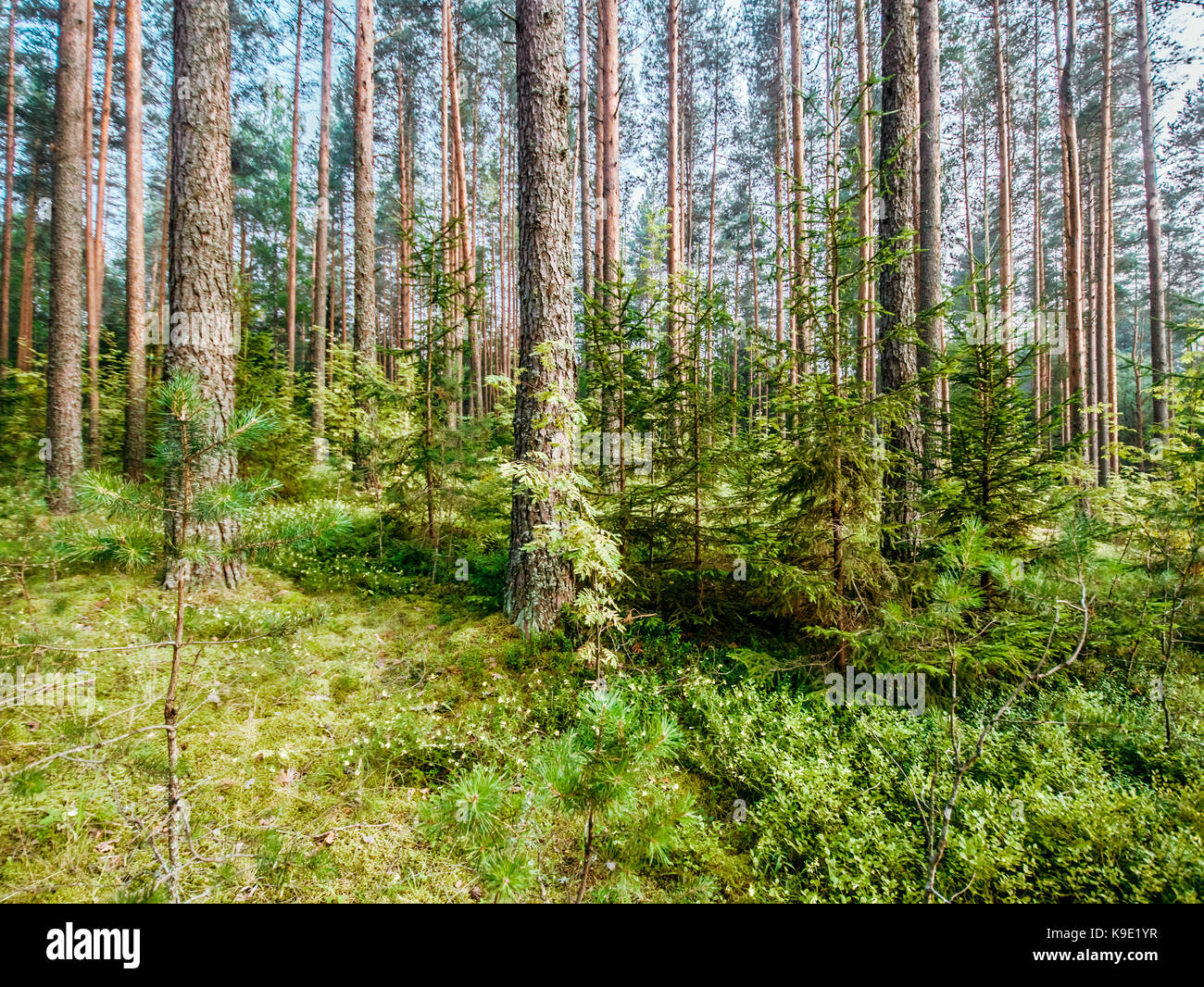 Ecology background outdoor landscape Stock Photo - Alamy