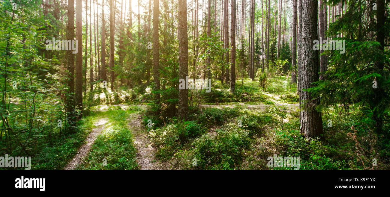 Wild trees in forest Stock Photo - Alamy
