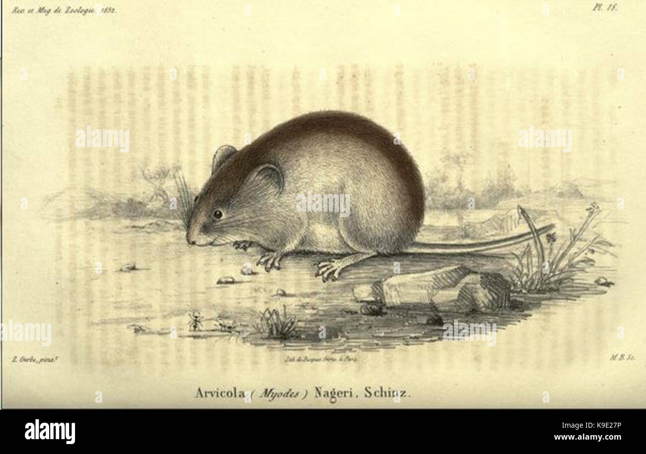 Myodes glareolus Gerbe Stock Photo - Alamy