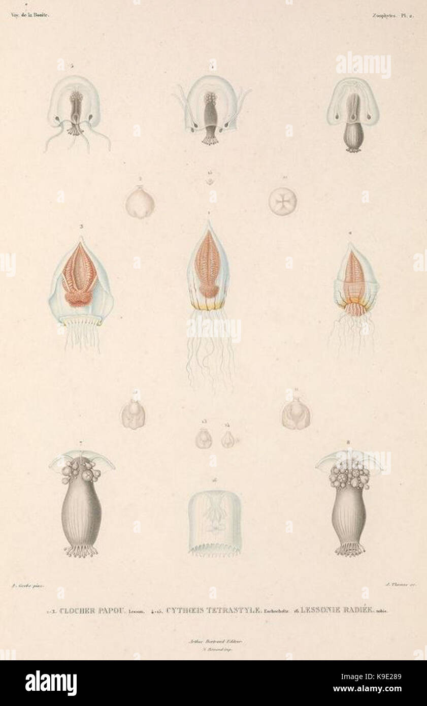 Neoturris papua Cytaeis tetrastyla Aglaura hemistoma Stock Photo - Alamy