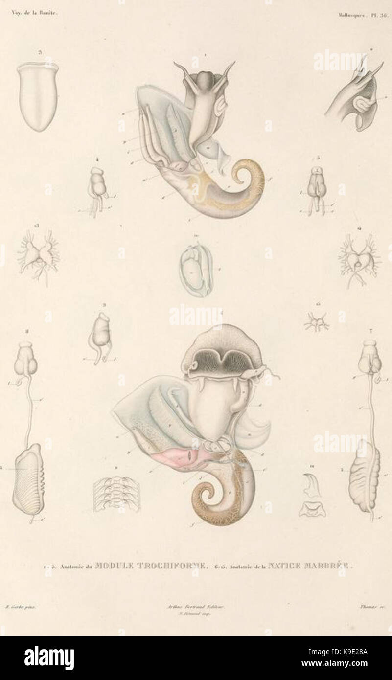 Modulus catenulatus Naticarius hebraeus Stock Photo - Alamy