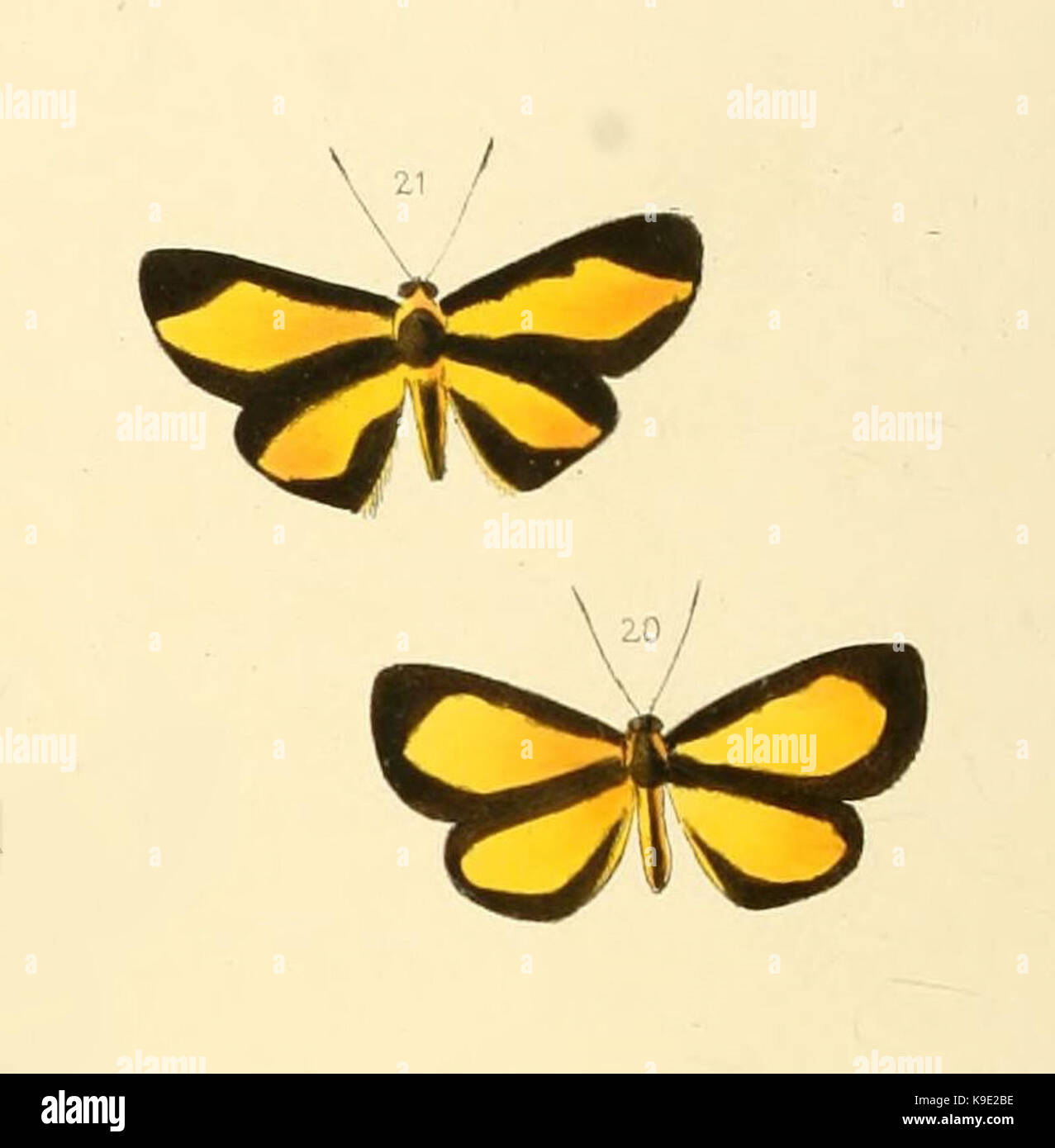 Bryaxis High Resolution Stock Photography and Images - Alamy