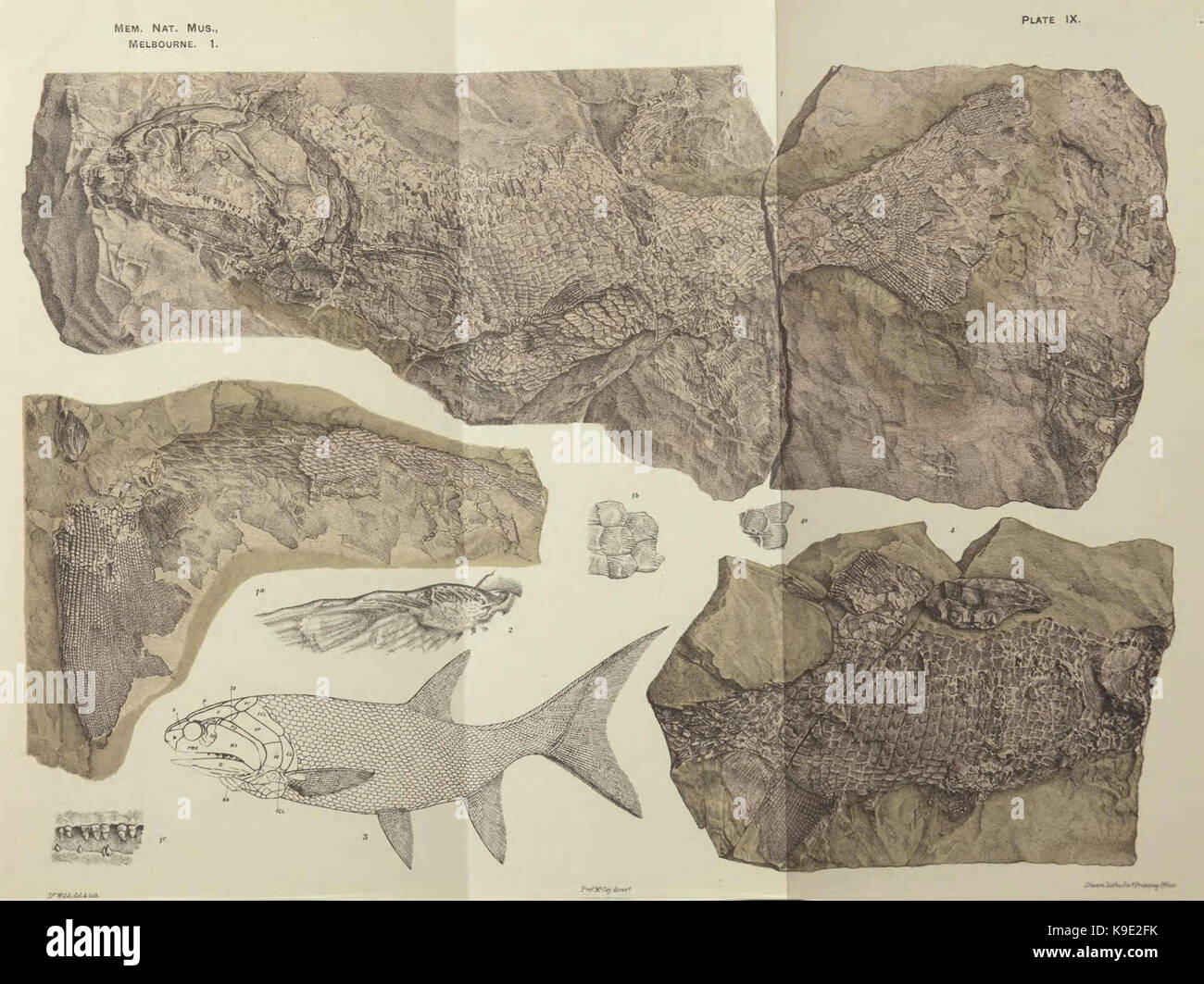 Memoirs of the National Museum, Melbourne (Plate IX) BHL38672667 Stock ...