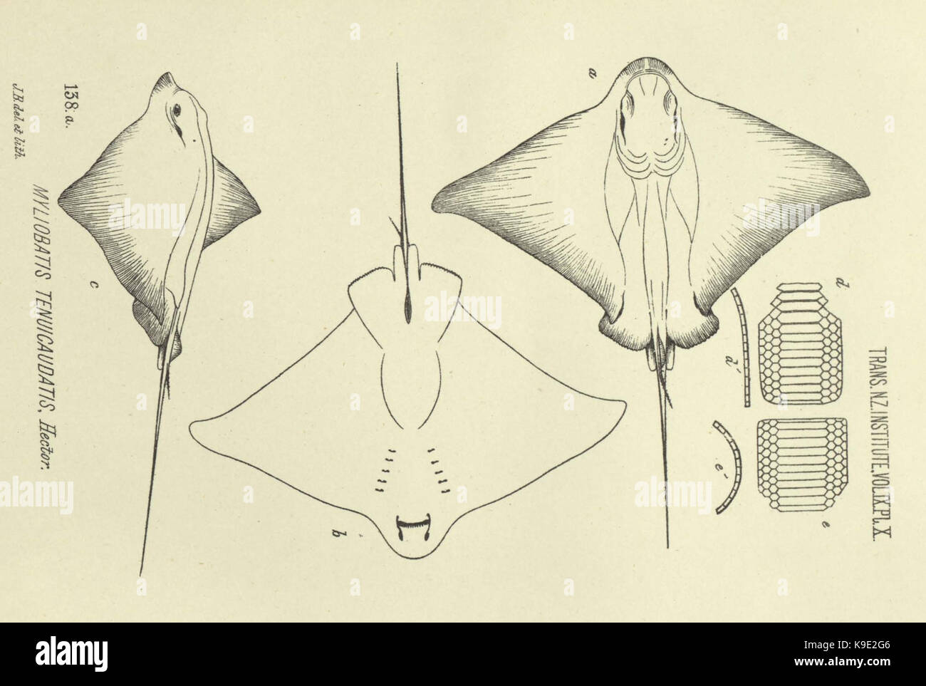 Myliobatis hi-res stock photography and images - Alamy