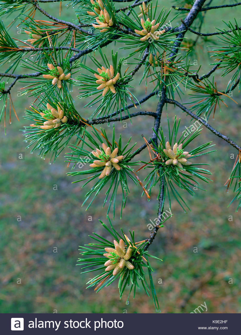Lodgepole Pine Trees Stock Photos & Lodgepole Pine Trees Stock Images ...