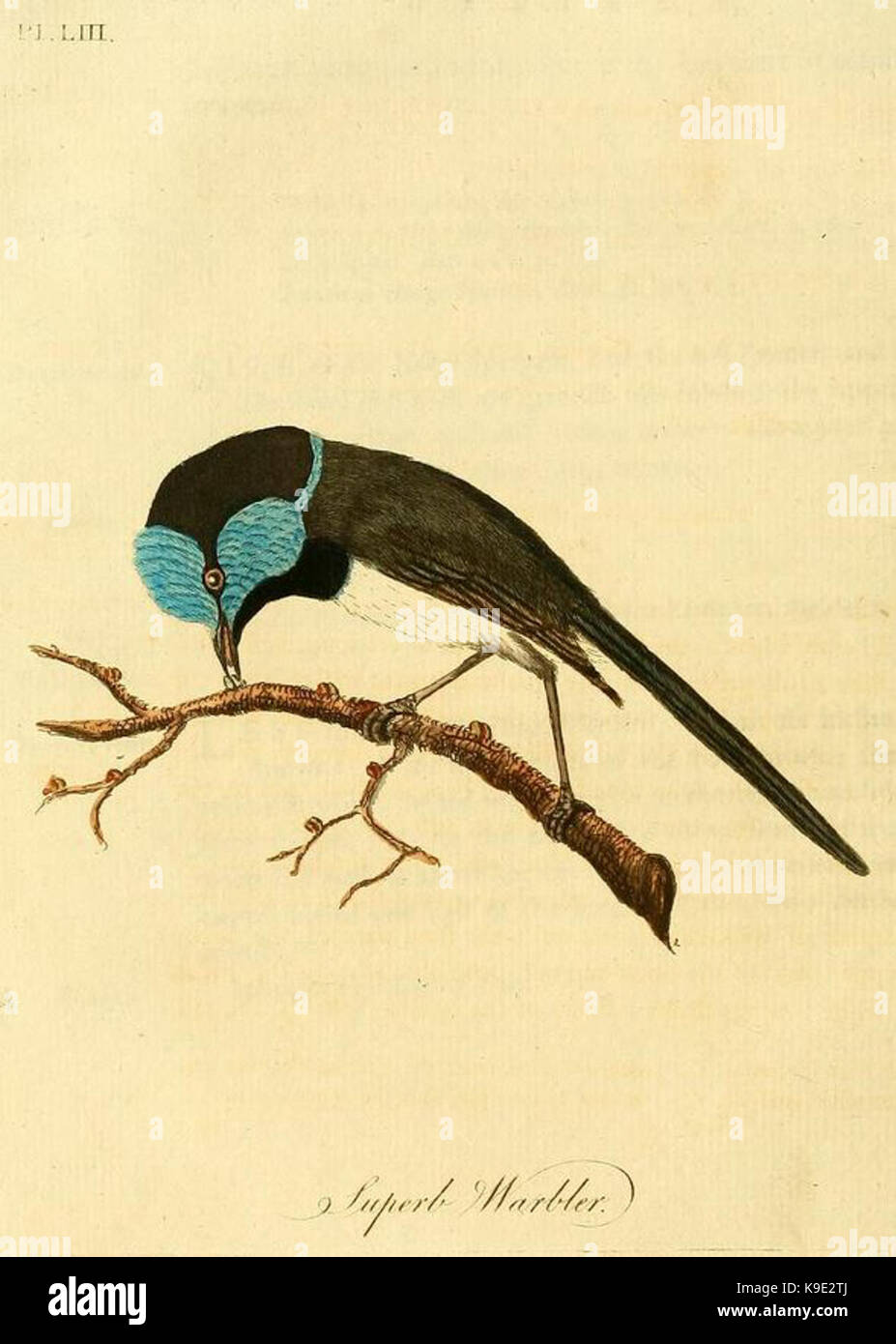 Malurus cyaneus Ellis Stock Photo - Alamy