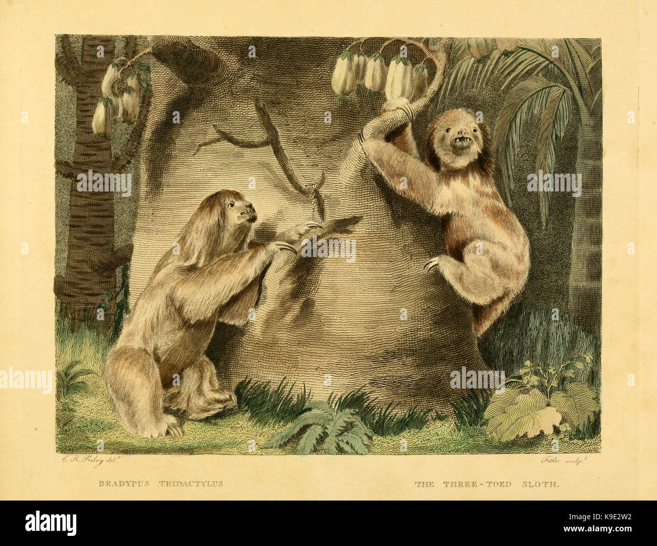 Musei Leveriani explicatio, anglica et latina BHL29568732 Stock Photo ...