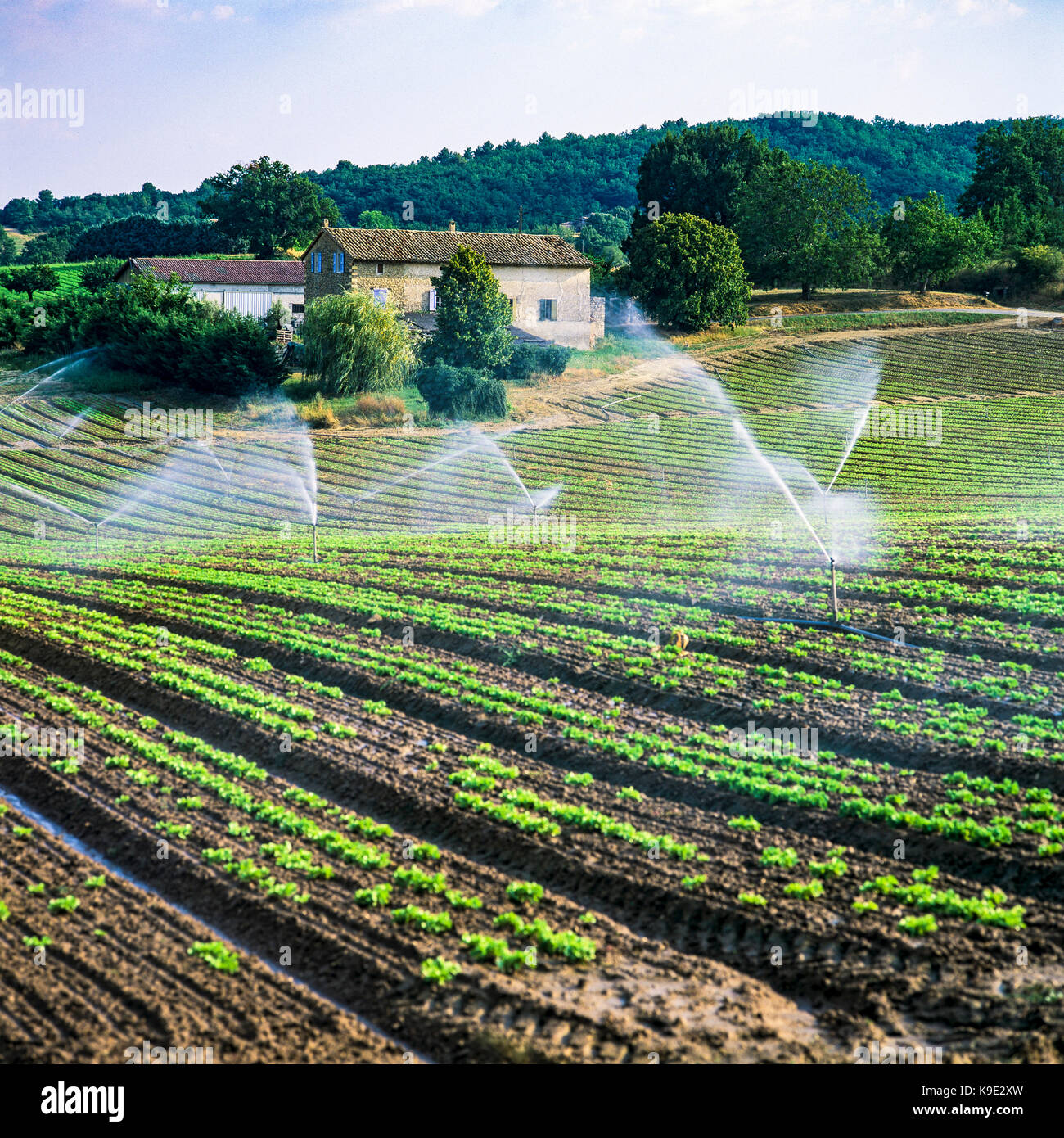 Automated watering system with rotary sprinklers, salad plantation, Alpes de Haute Provence ...