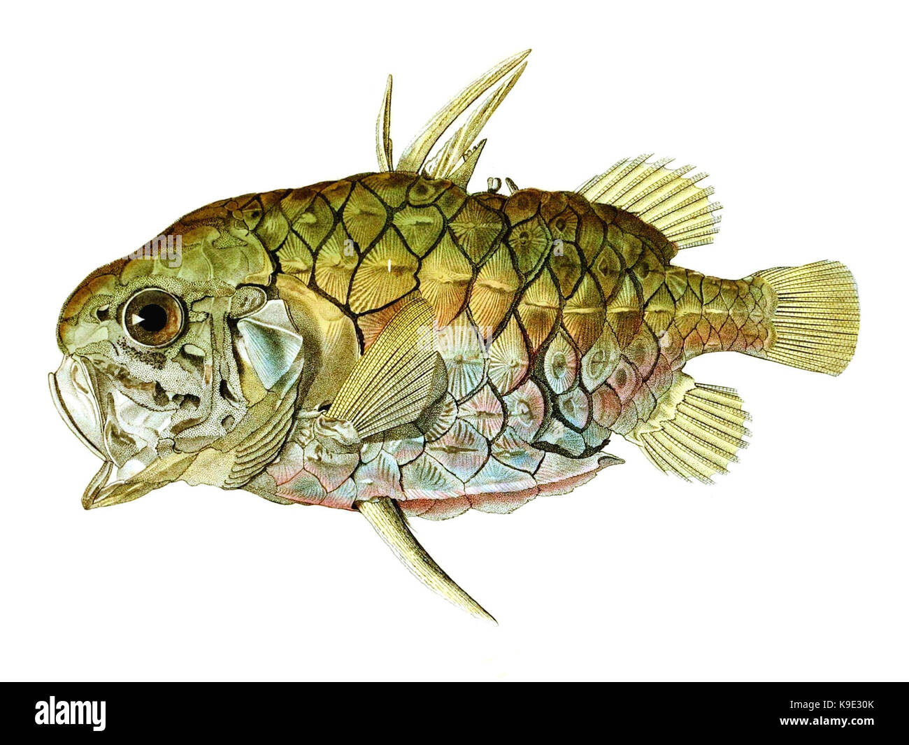 Monocentris japonica (7949988596 Stock Photo - Alamy