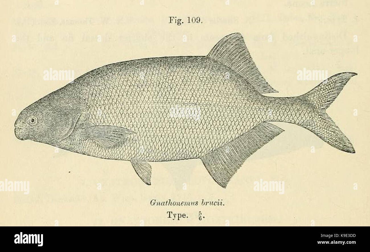 Brucii hi-res stock photography and images - Alamy