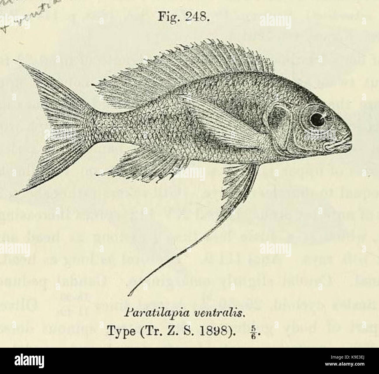 Ophthalmotilapia ventralis hi-res stock photography and images - Alamy