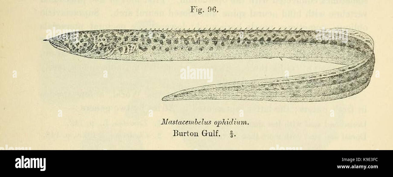 Ophidium hi-res stock photography and images - Alamy