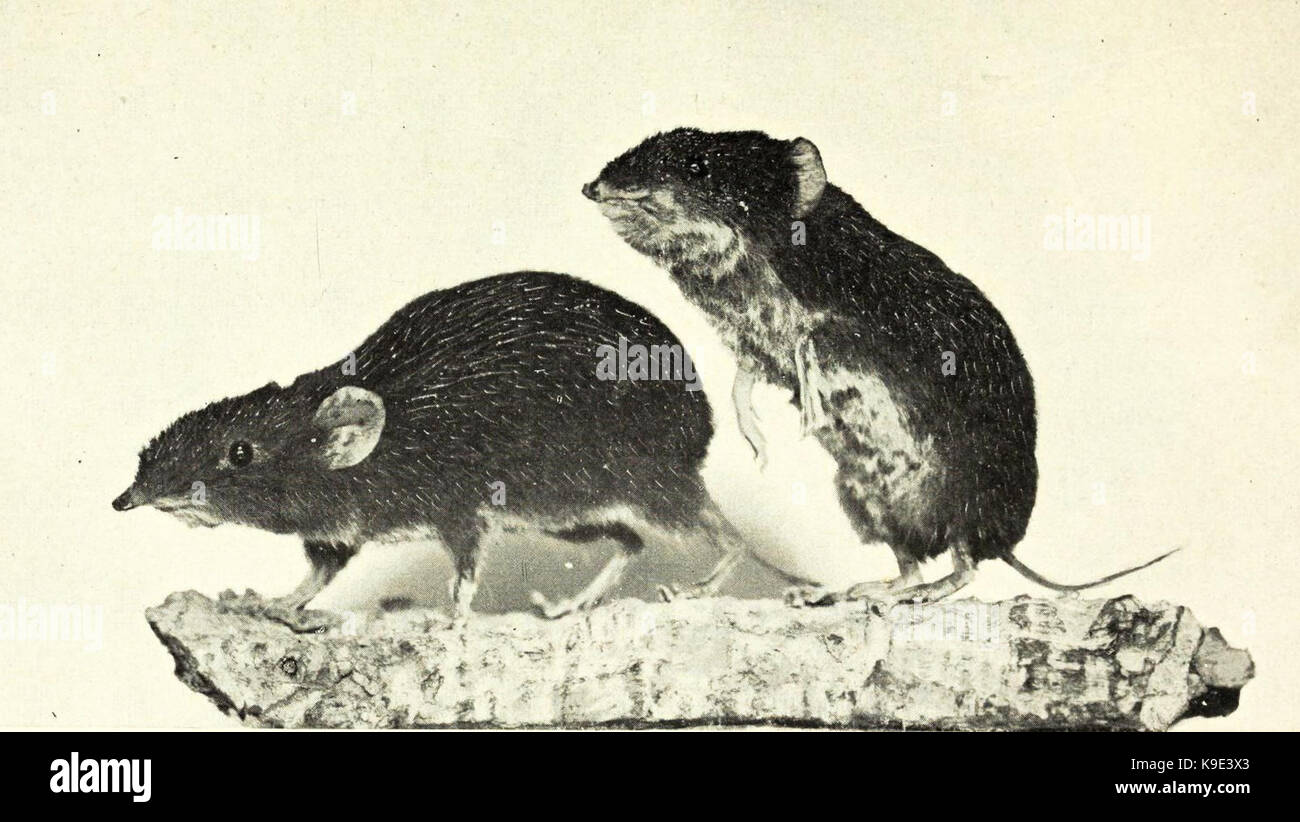 *Neotetracus sinensis*, commonly known as the Chinese hedgehog, is a ...