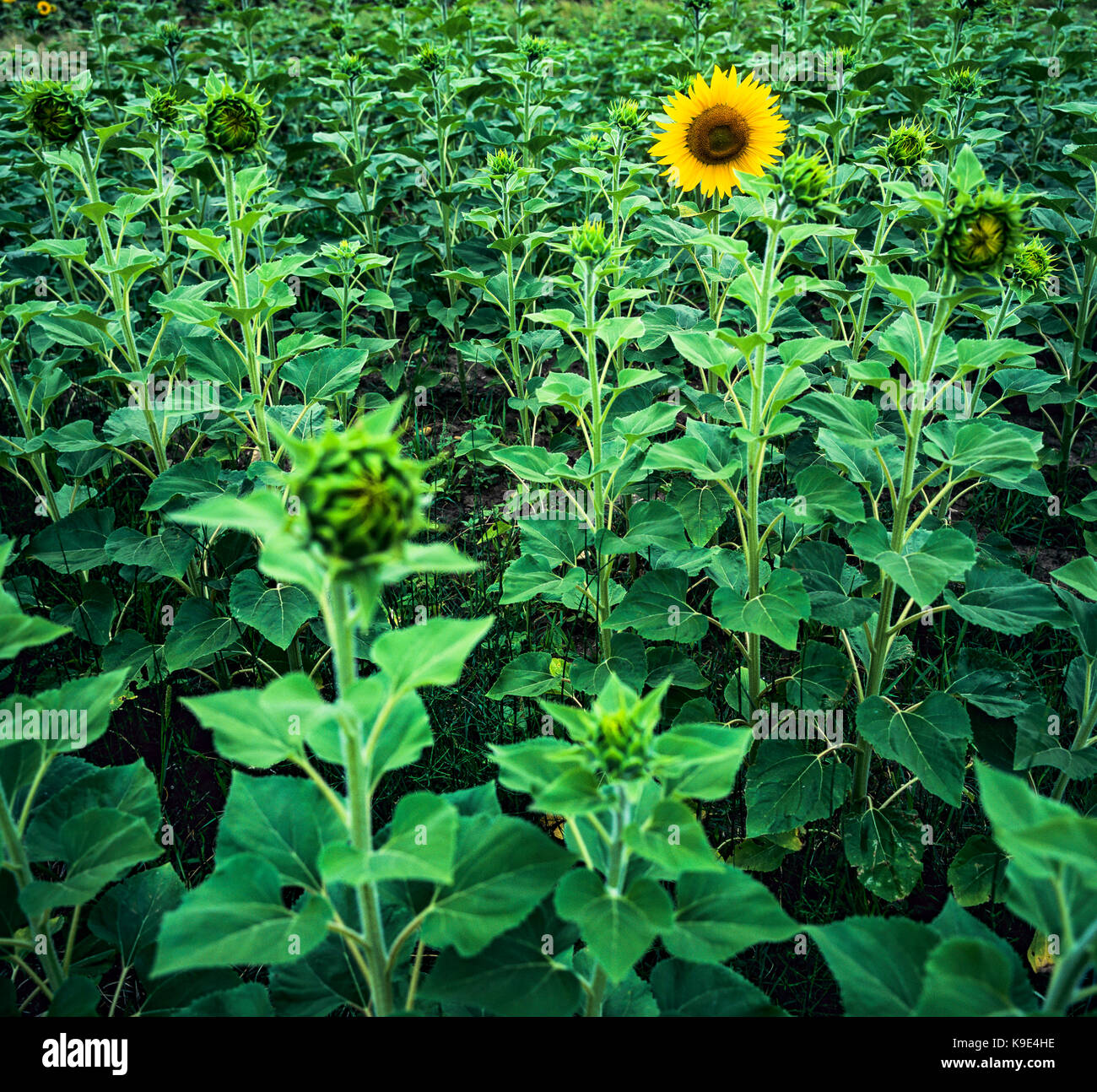 Lonely sunflower in field, Vaucluse, Provence, France, Europe Stock ...