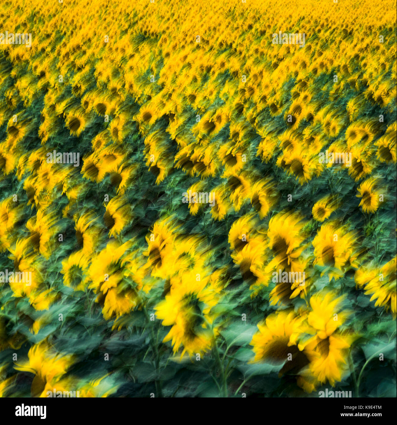 Blurred motion of sunflowers, Vaucluse, Provence, France, Europe Stock ...