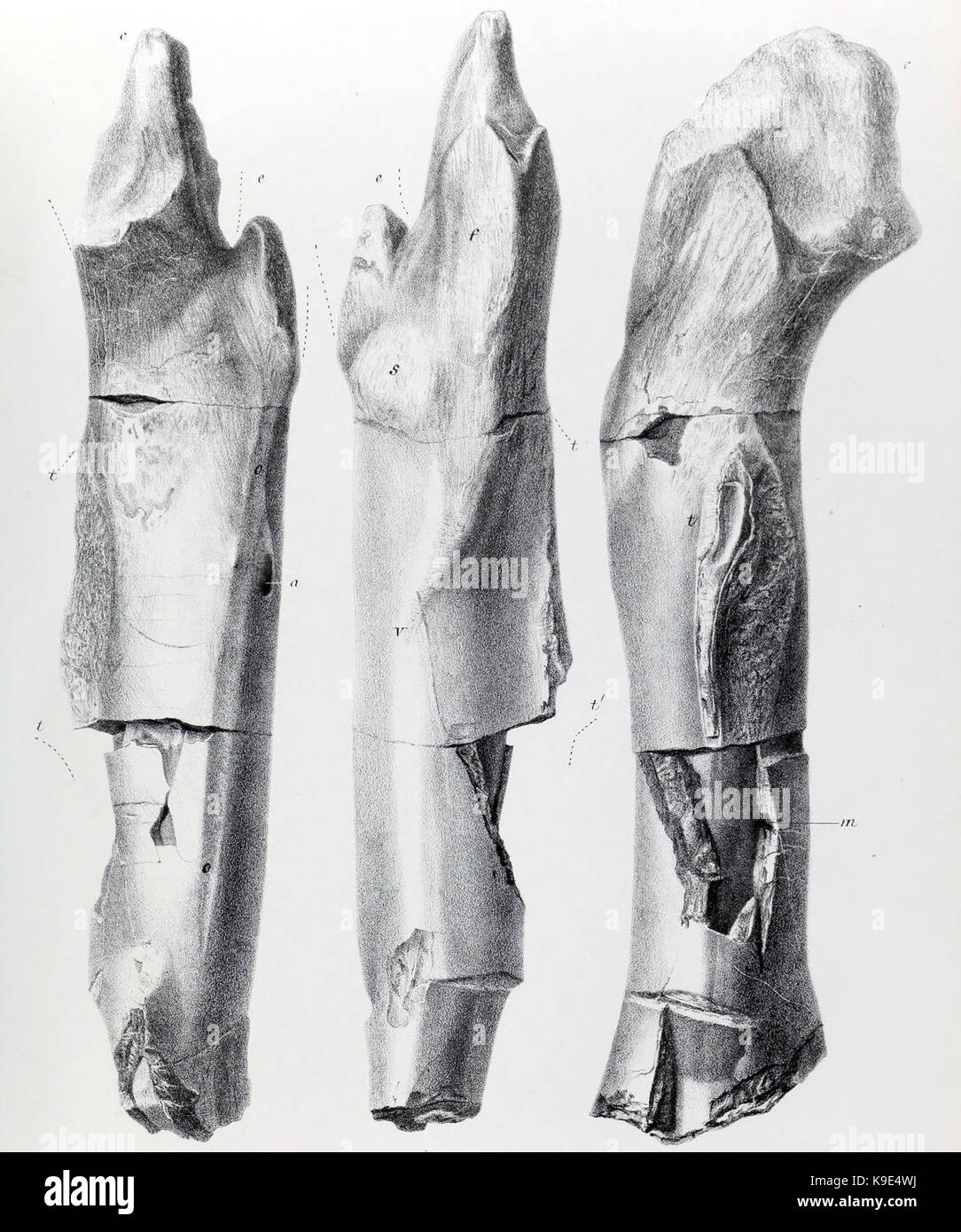 Dinosaur femur hi-res stock photography and images - Alamy