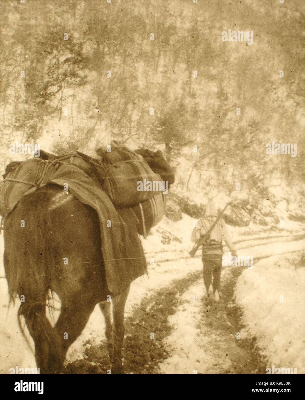 Nopcsa hi-res stock photography and images - Alamy