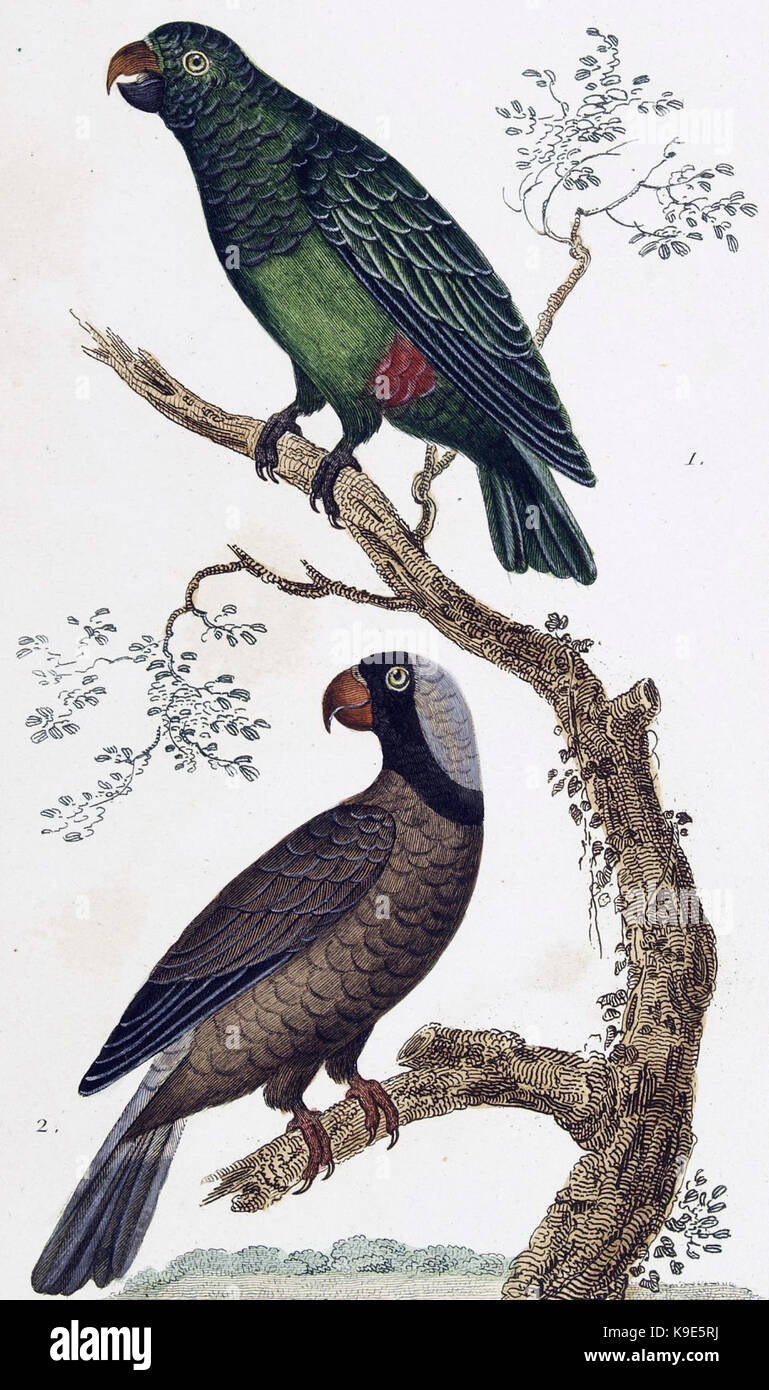 Mascarin hi-res stock photography and images - Alamy