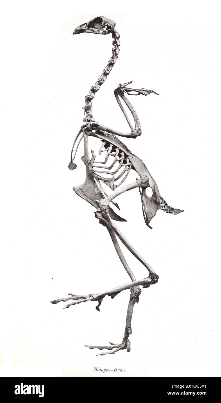 Malay hen 14 Stock Photo - Alamy