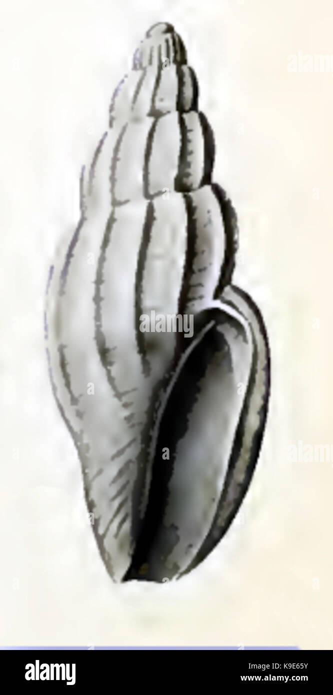 Marita nitidus 001 Stock Photo - Alamy