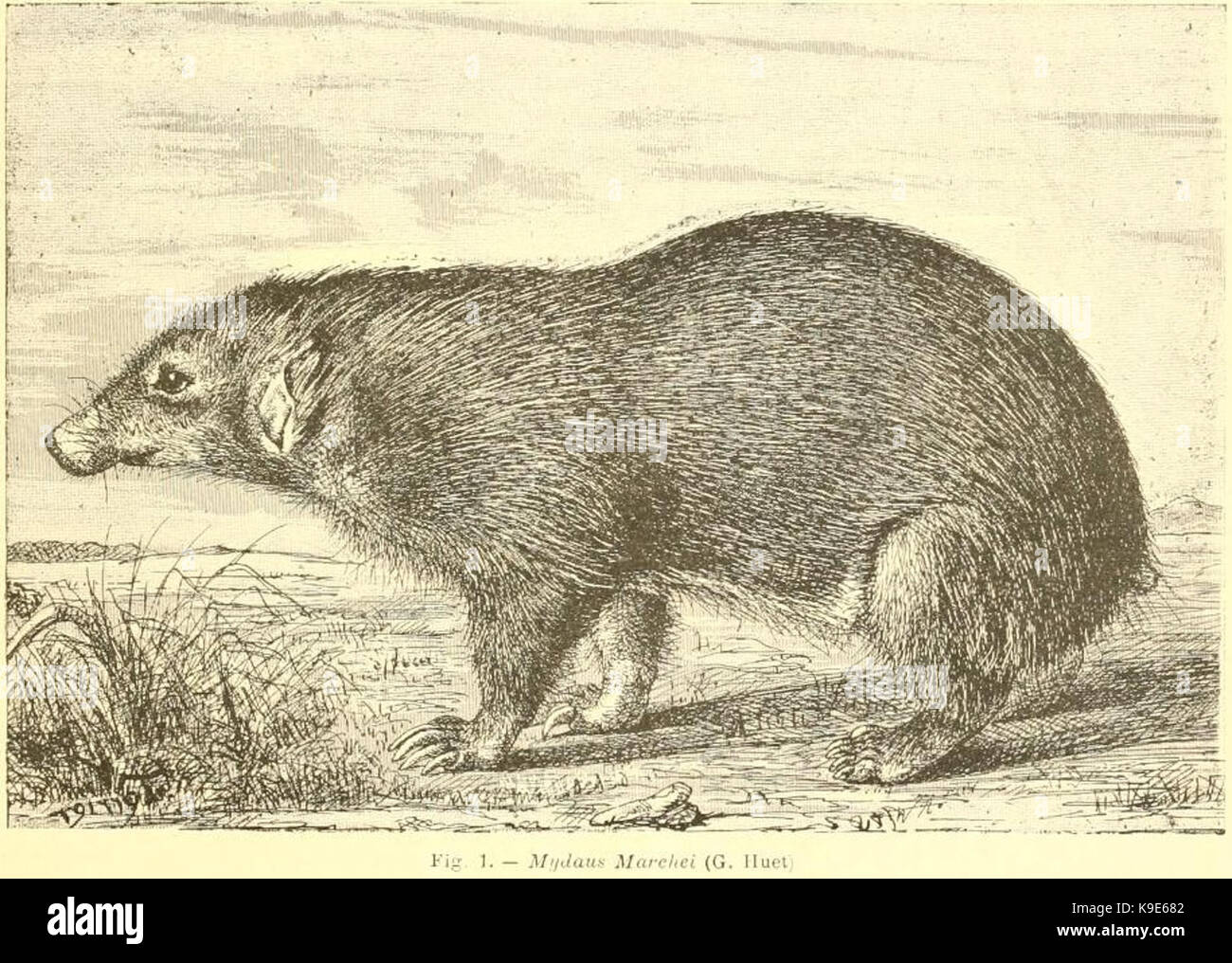 Mydaus marchei Palawan stink badger Huet 1887 Stock Photo - Alamy