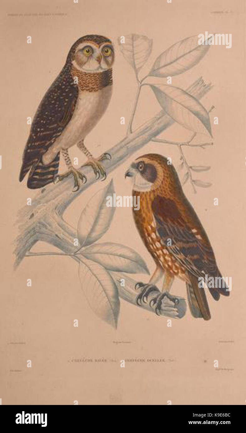 Ninox jacquinoti Ninox boobook ocellata Stock Photo - Alamy