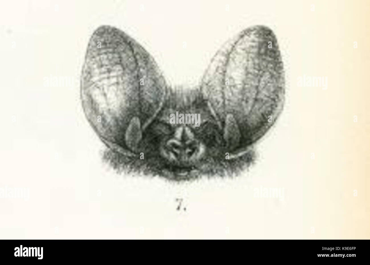 Nyctophilus timoriensis Dobson Stock Photo - Alamy