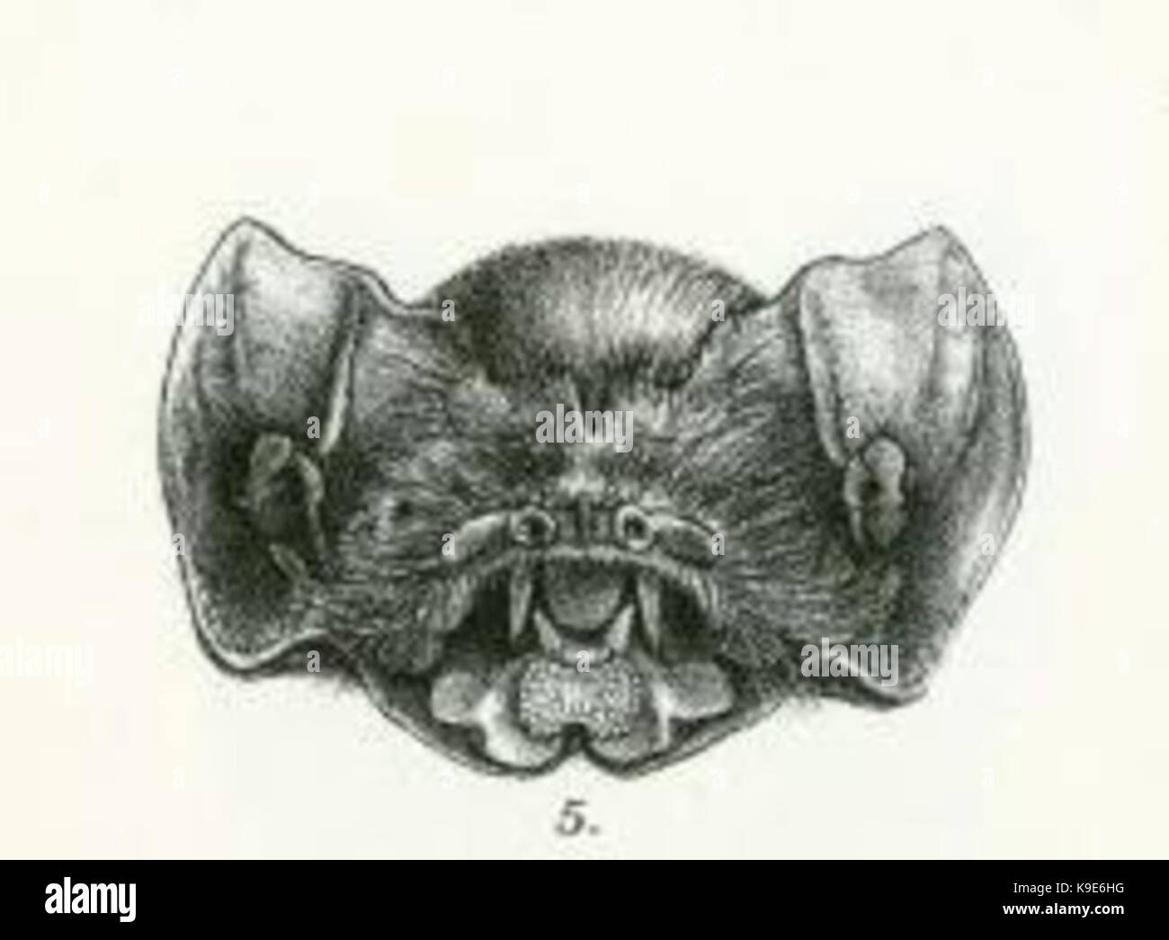 Mormoops megalophylla Dobson Stock Photo - Alamy