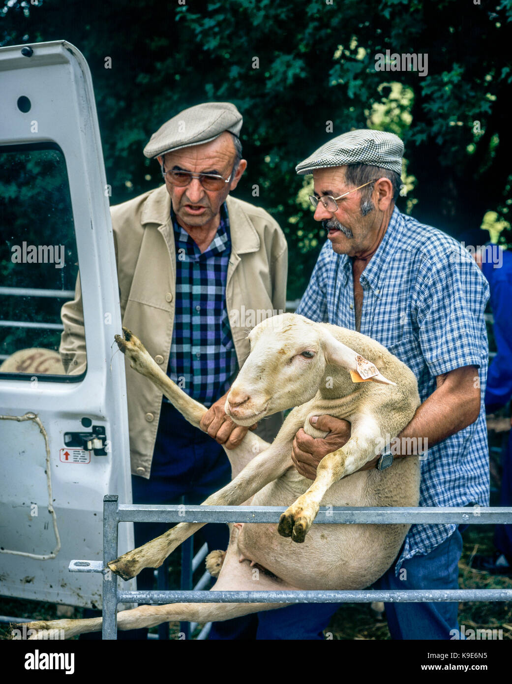 Drome Sheep High Resolution Stock Photography and Images - Alamy