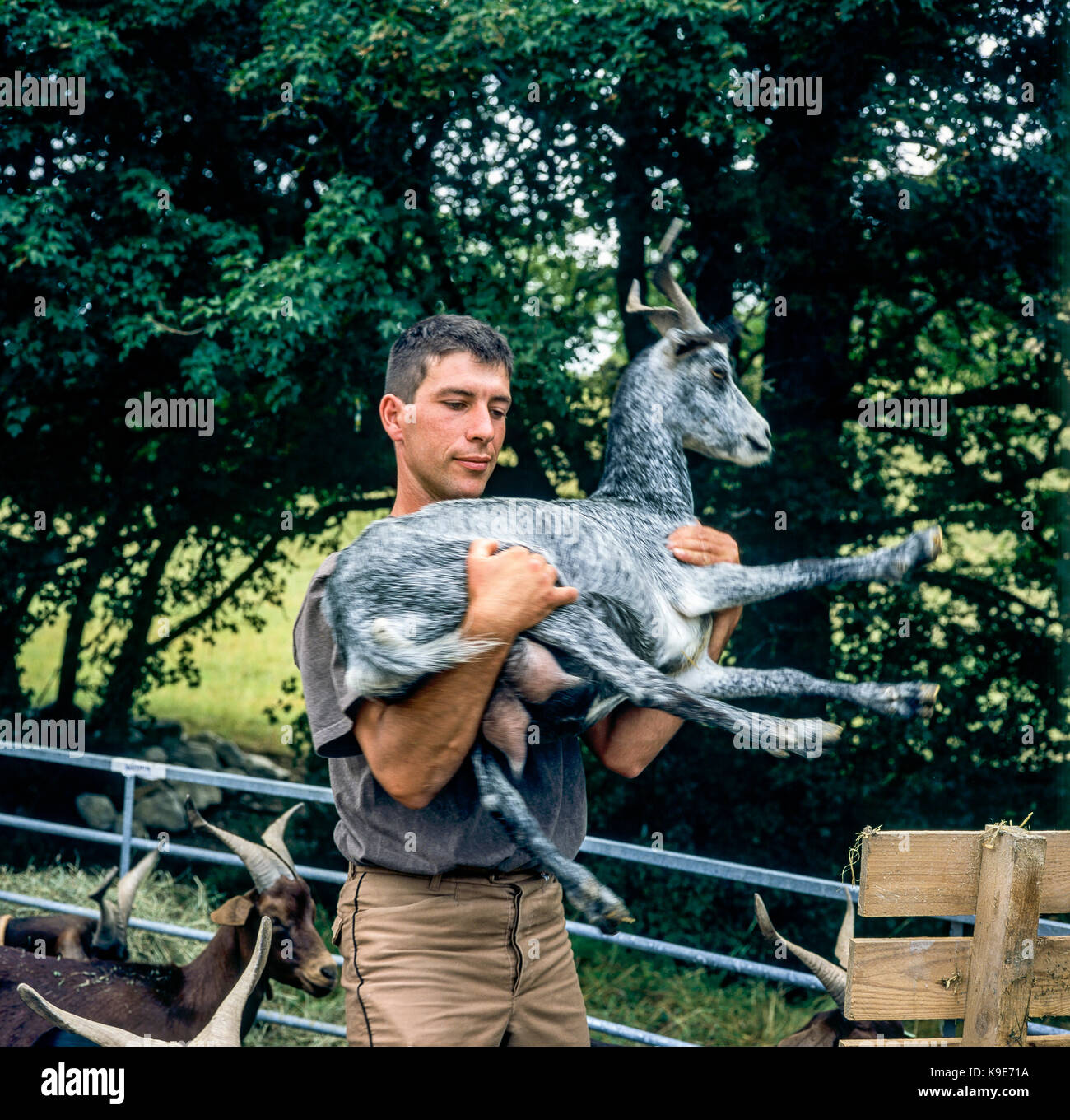 Farmer carrying a rove goat hi-res stock photography and images - Alamy