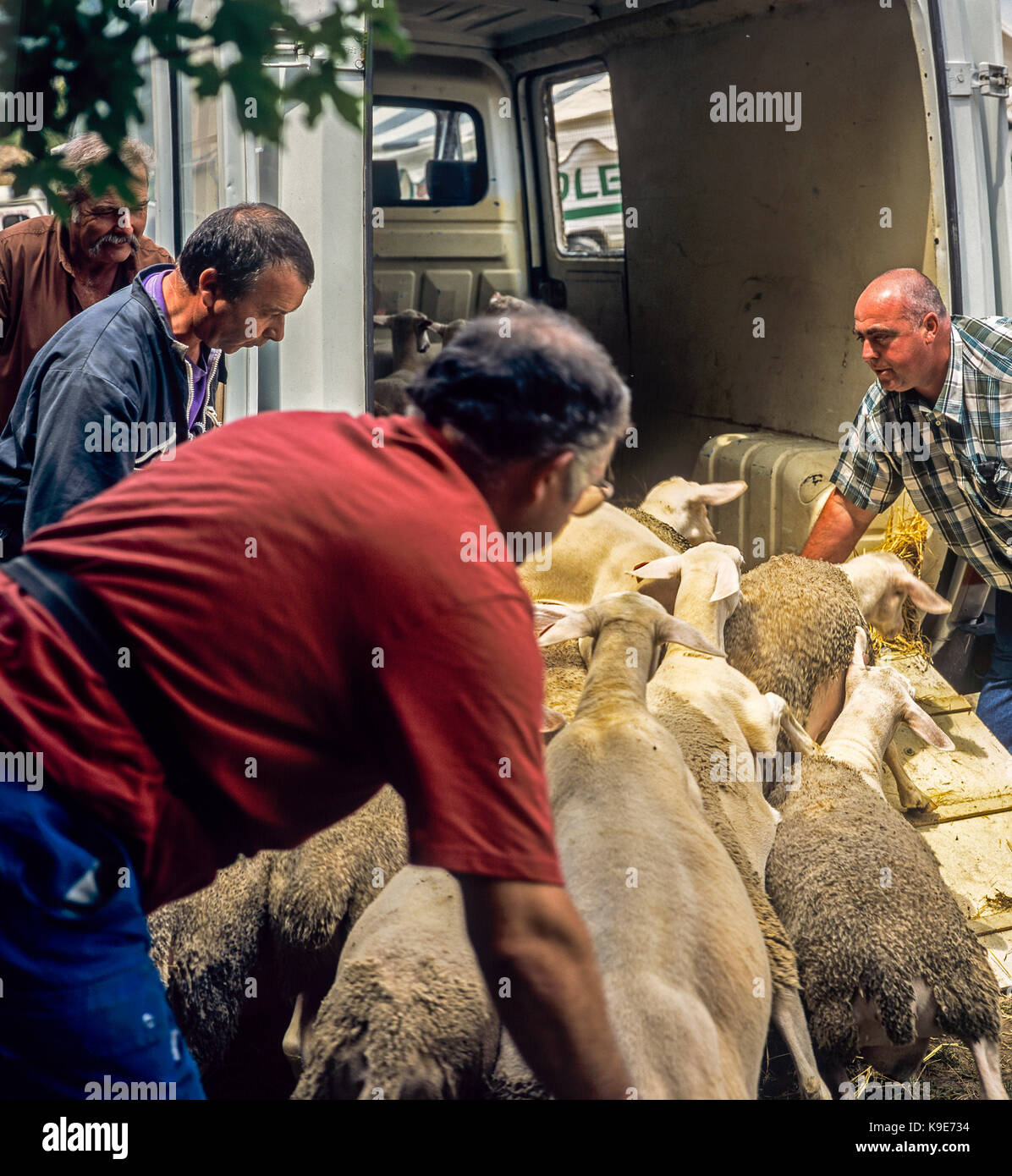 Loading livestock onto truck hi-res stock photography and images - Alamy