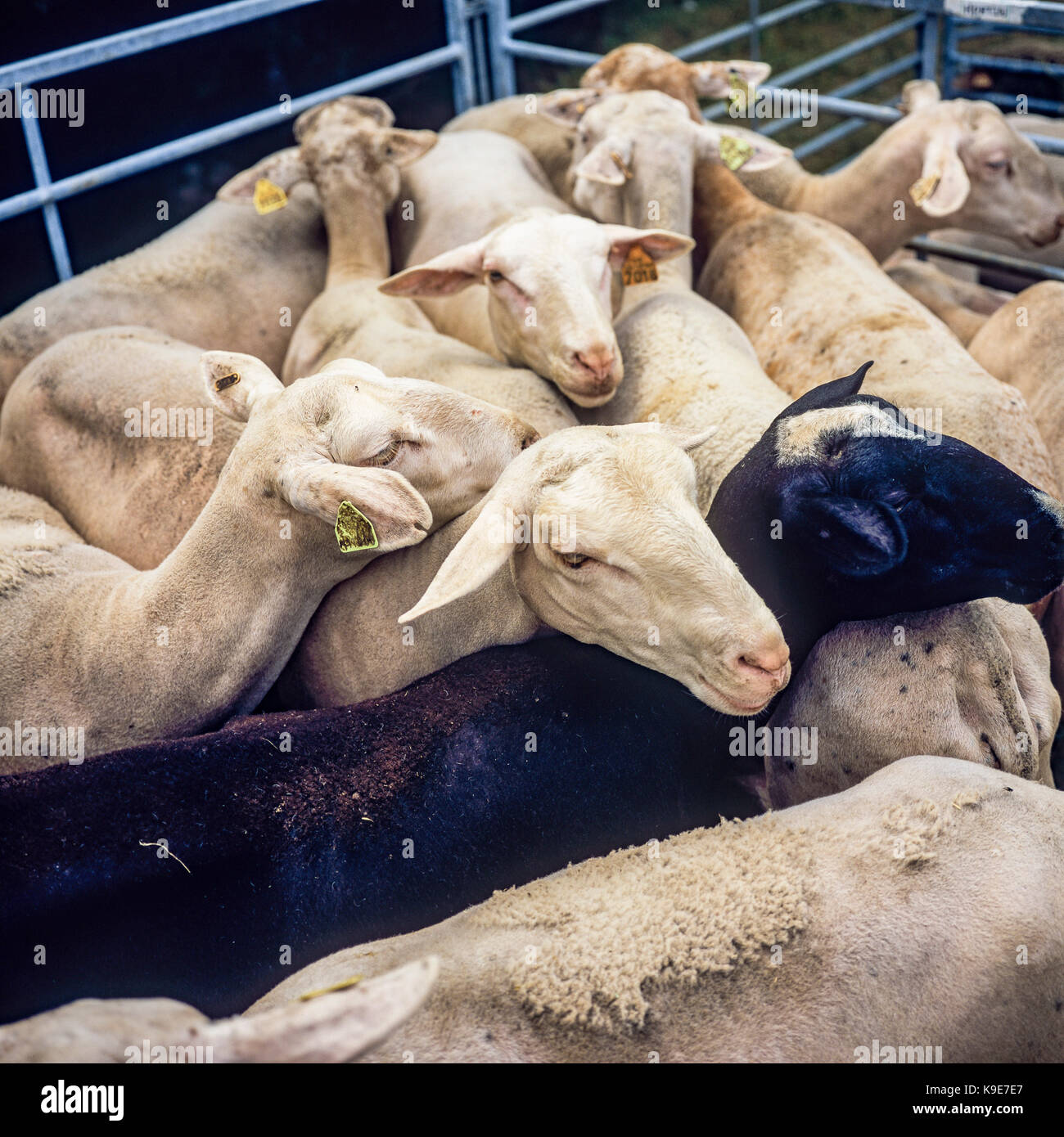 Black Sheep Market