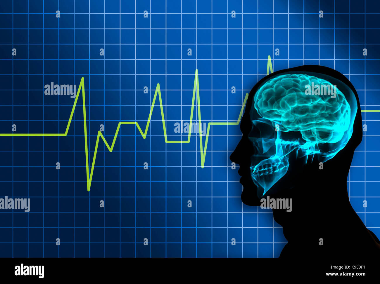 EECG graph and human head with brain and skull in transparency Stock ...
