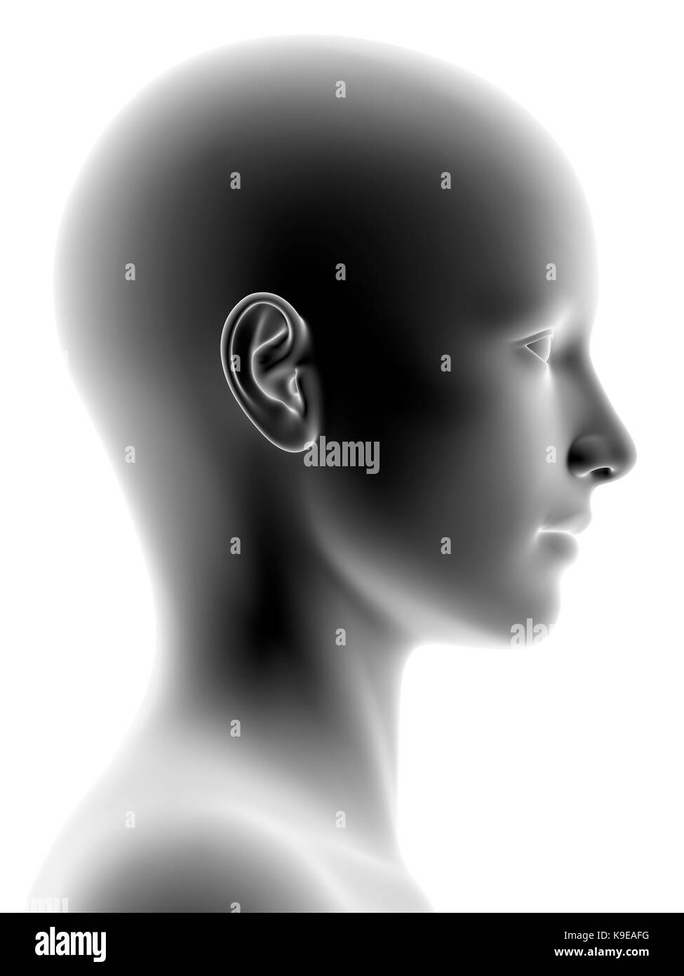 Computer artwork of a female head Stock Photo - Alamy
