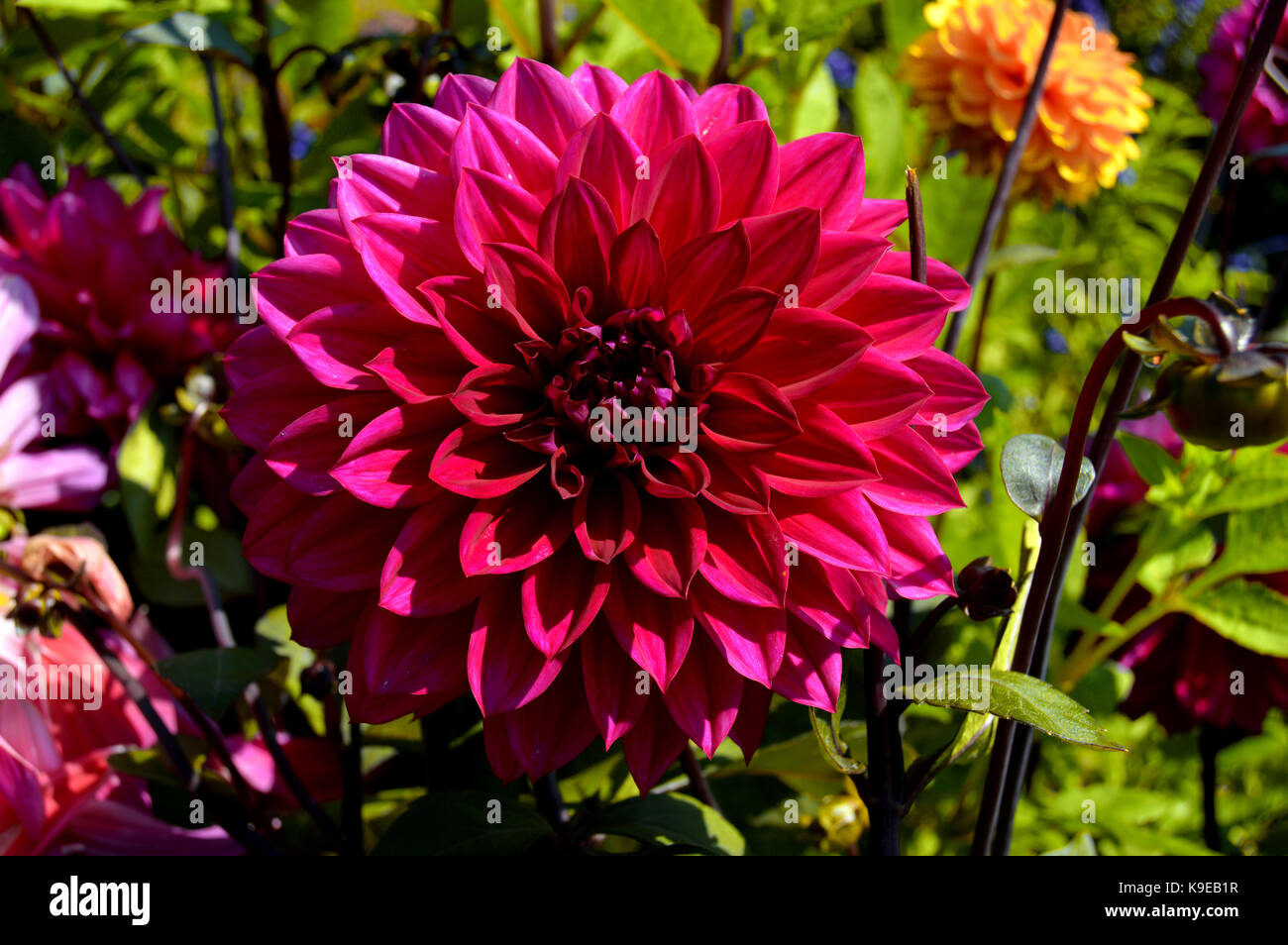 Big open flower hi-res stock photography and images - Alamy
