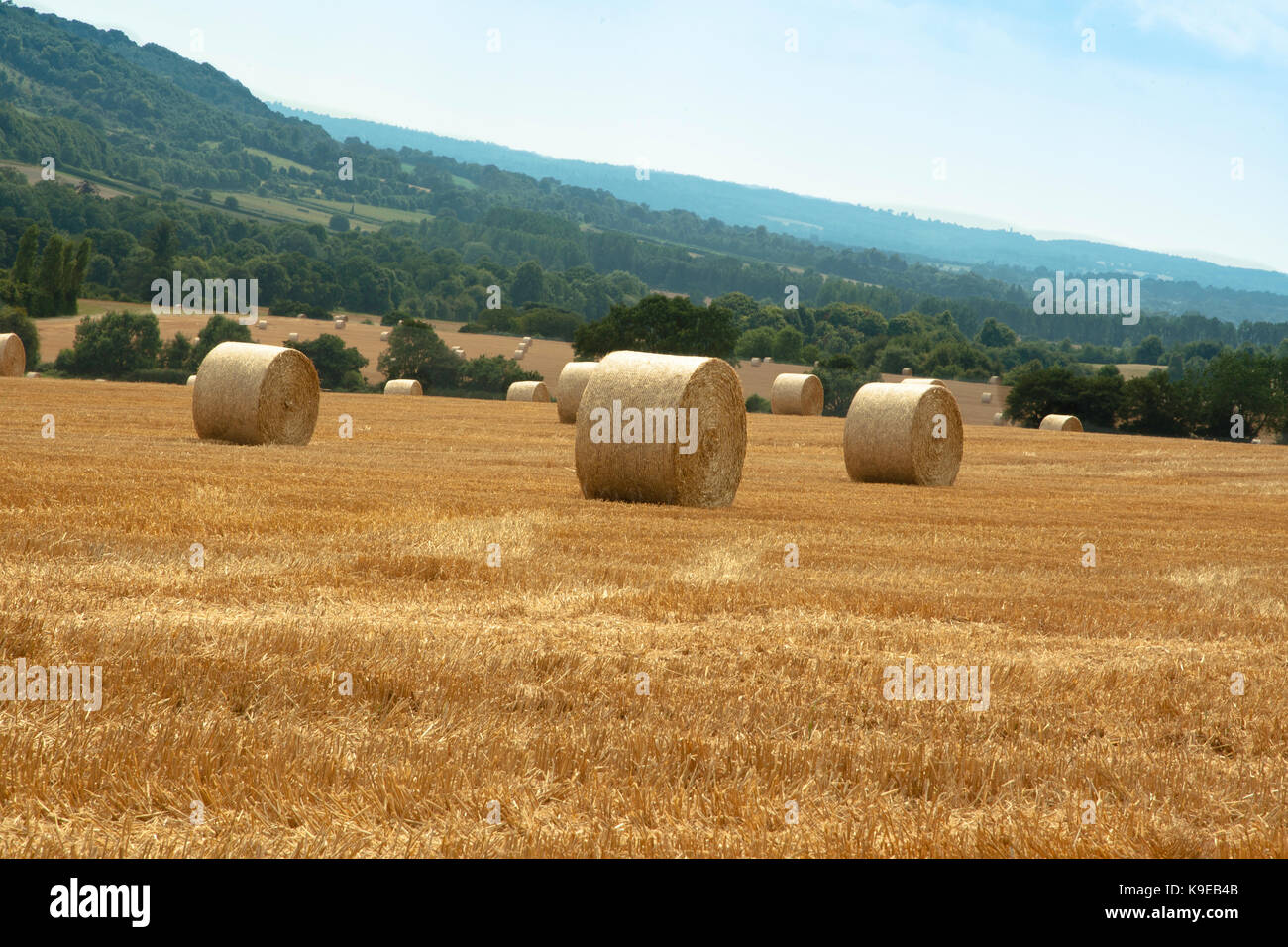 Fields Of Corn In Bales After harvesting Stock Photo - Alamy