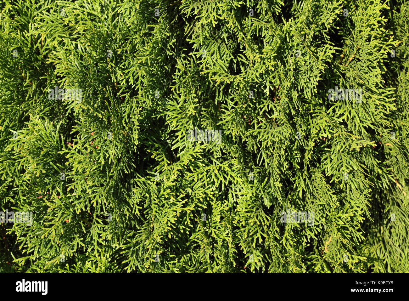 Green foliage background (thuja leaves closeup photo Stock Photo - Alamy