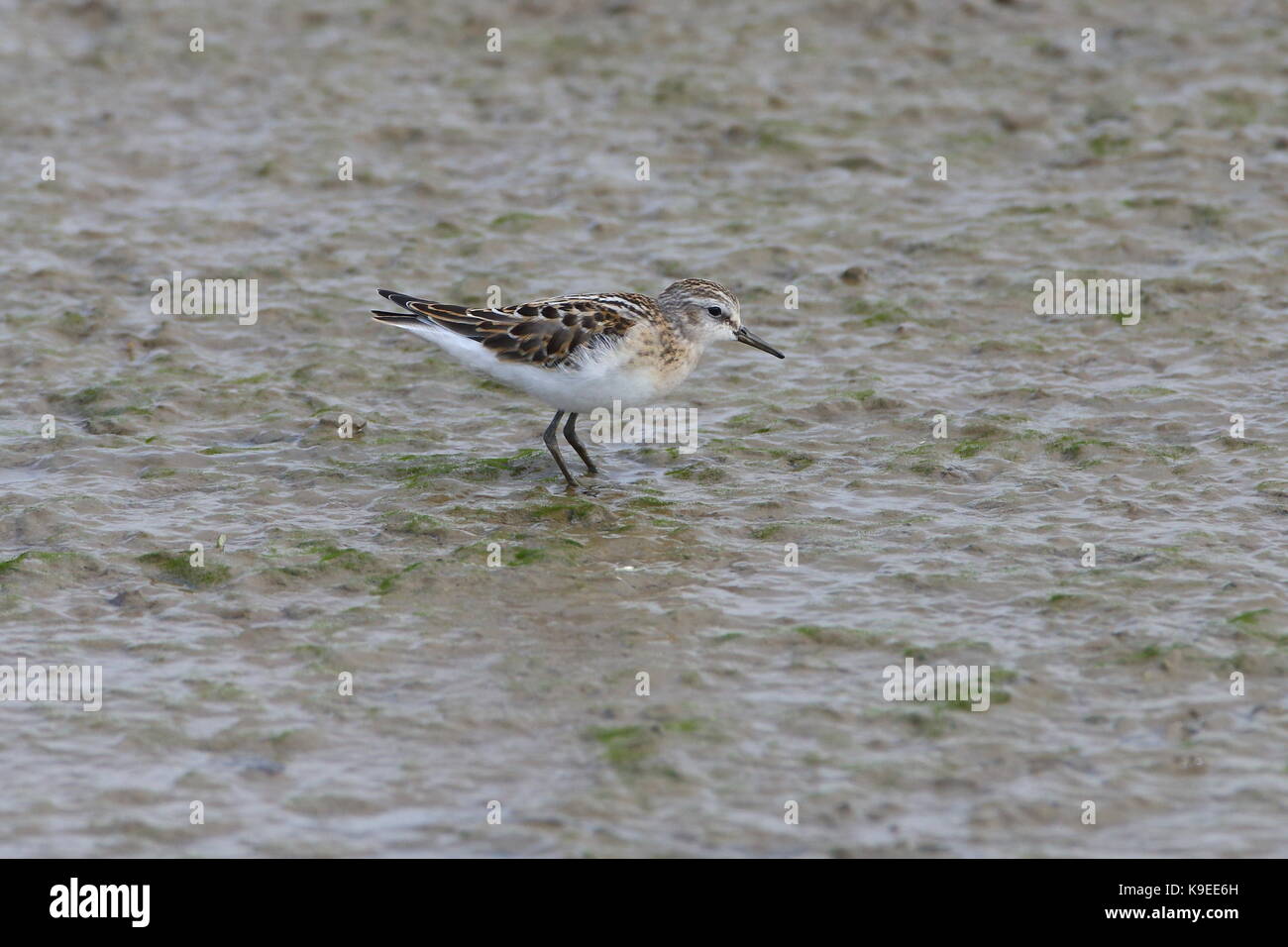 Juvenile Little Stint Stock Photo - Alamy