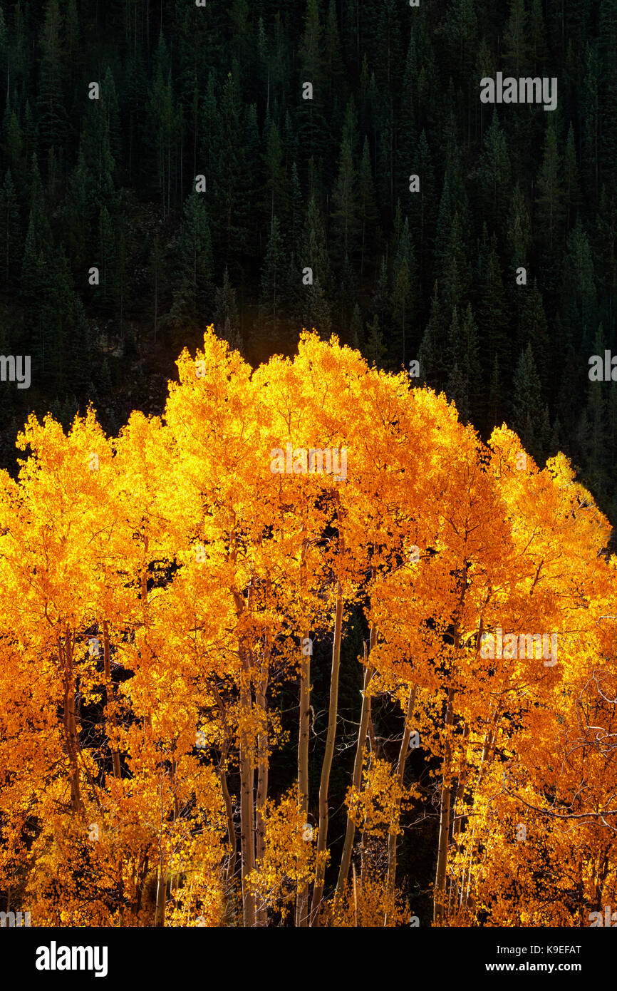 Autumn scene in Colorado Stock Photo - Alamy