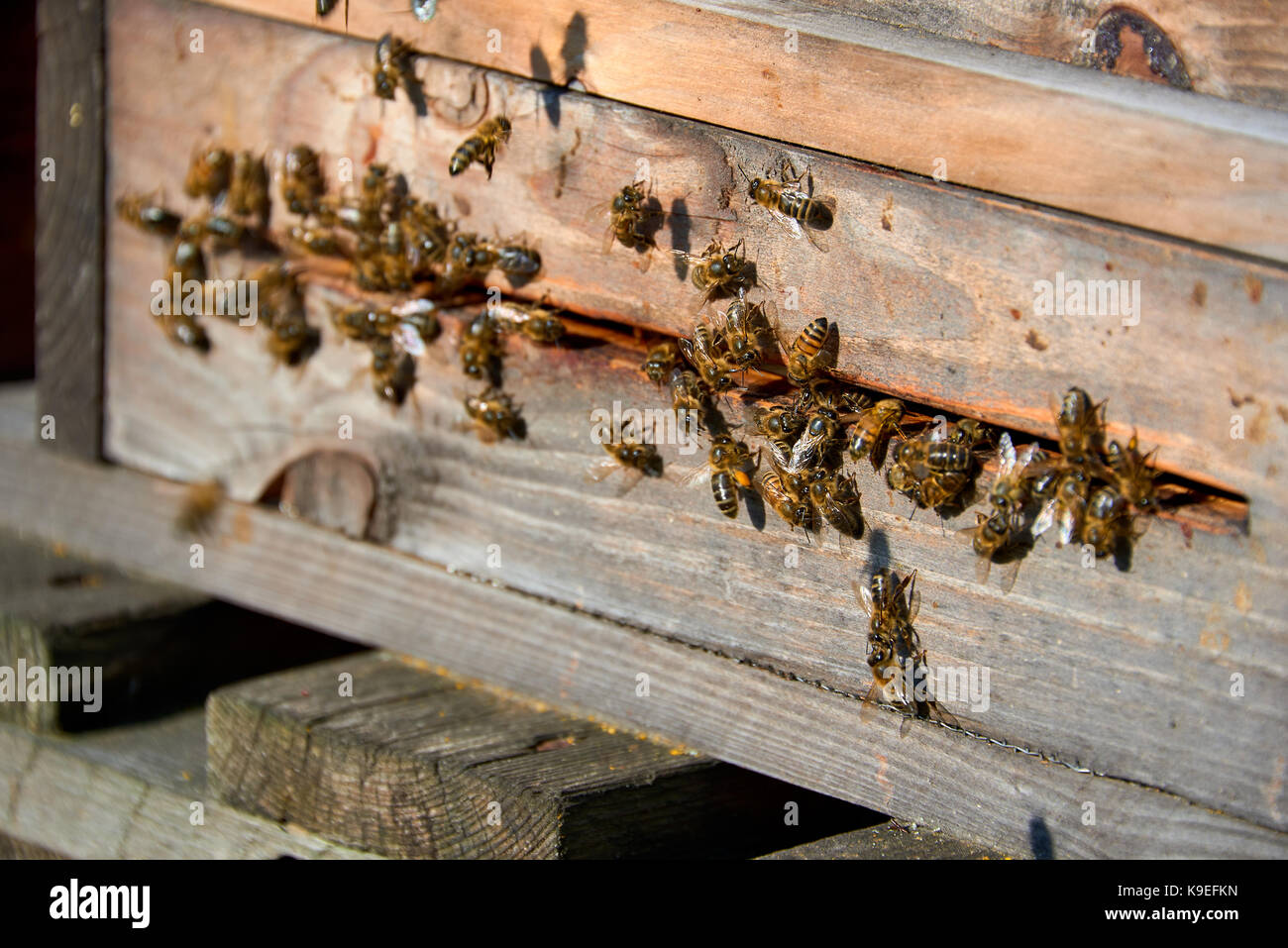 bees arrive in beehive Stock Photo - Alamy