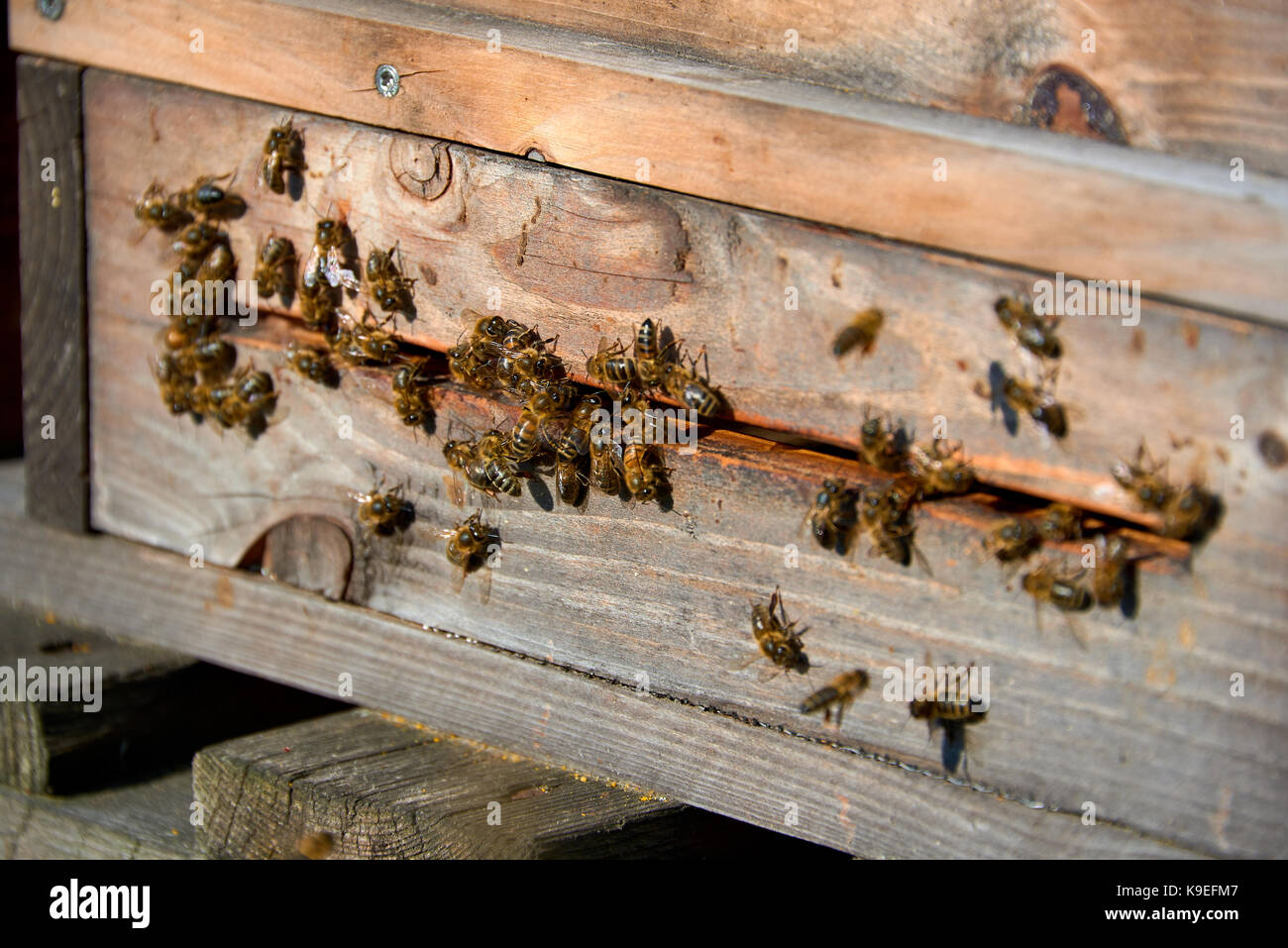 bees arrive in beehive Stock Photo - Alamy