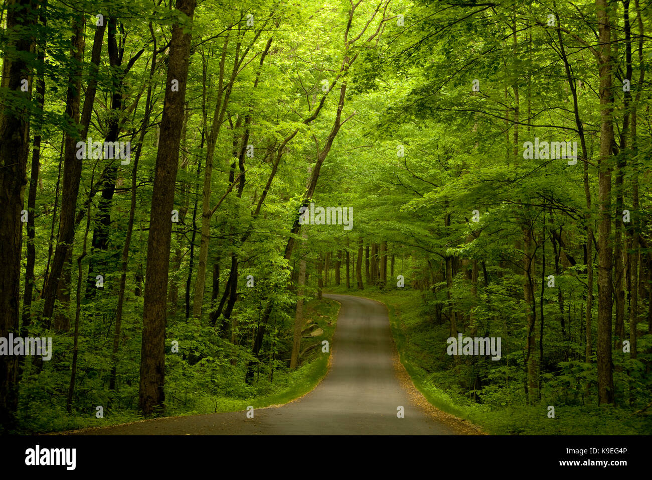 Country road in the Woods. Road in the Roaring Fork Motor Nature Trail ...
