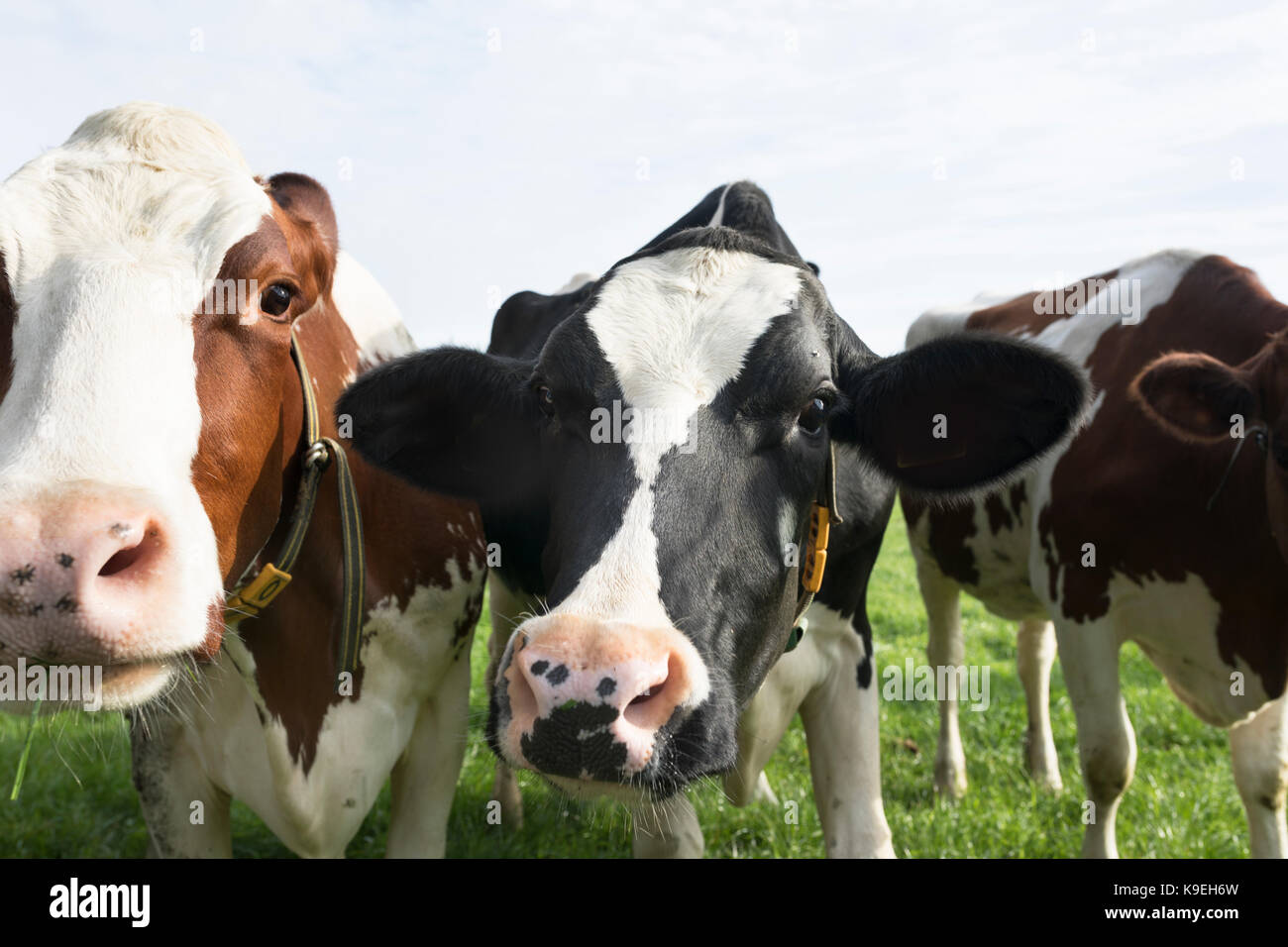 Dutch cows in a meadow, close up, Netherlands Stock Photo - Alamy