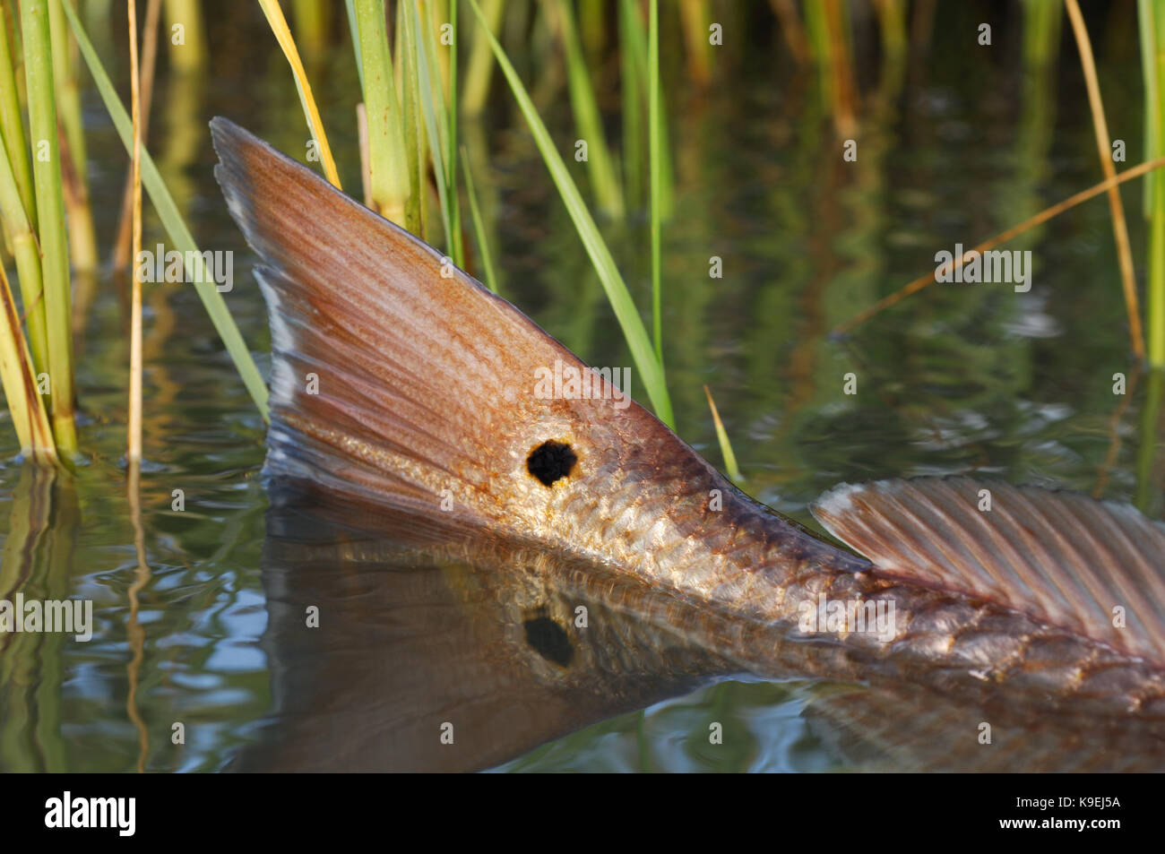 Red Drum Fish Wallpaper