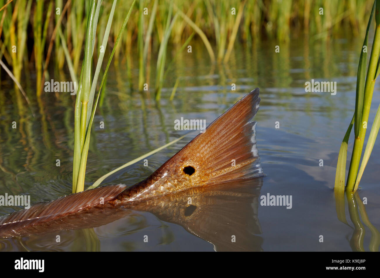 Redfish also known as red drum tailing and feeding on the shallow flats of Port Aransas, Texas ...