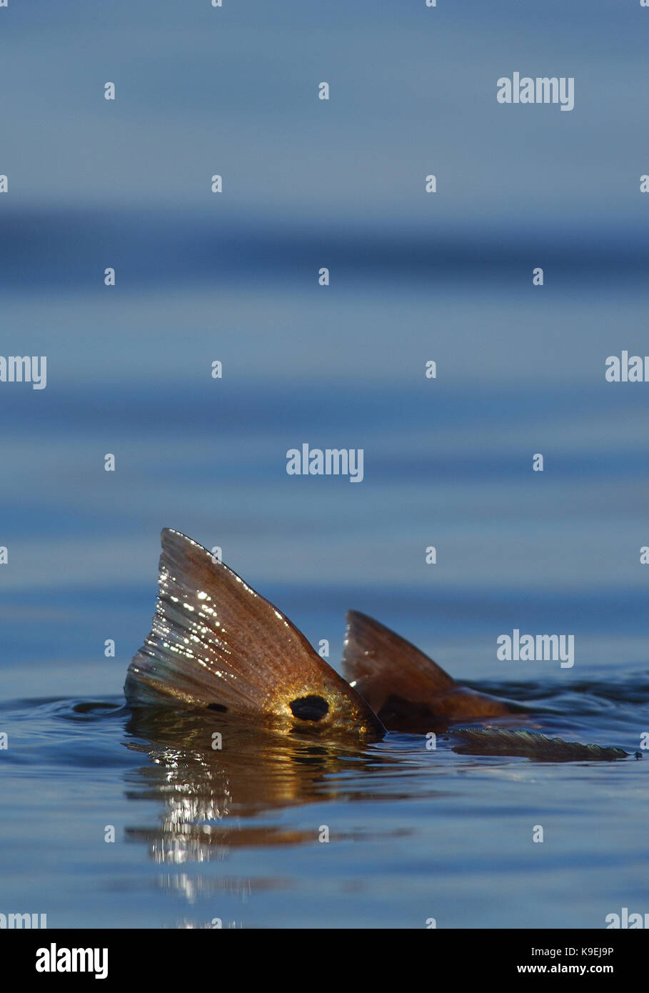 Red Drum Fish Wallpaper